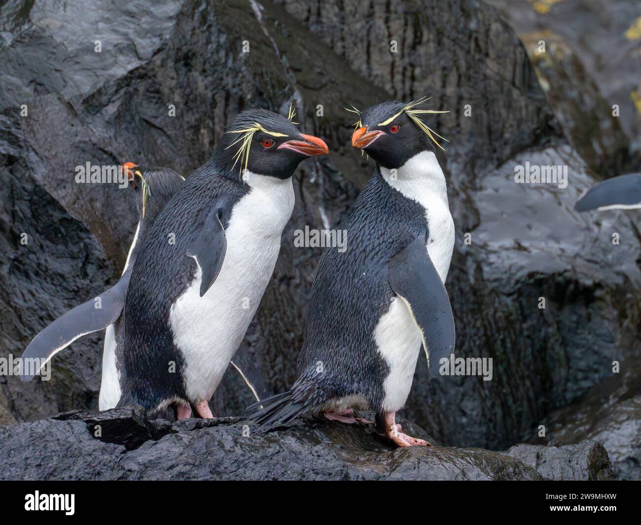 Southern Rockhopper Penguin, Eudyptes chrysocome filholi, nesting on ...