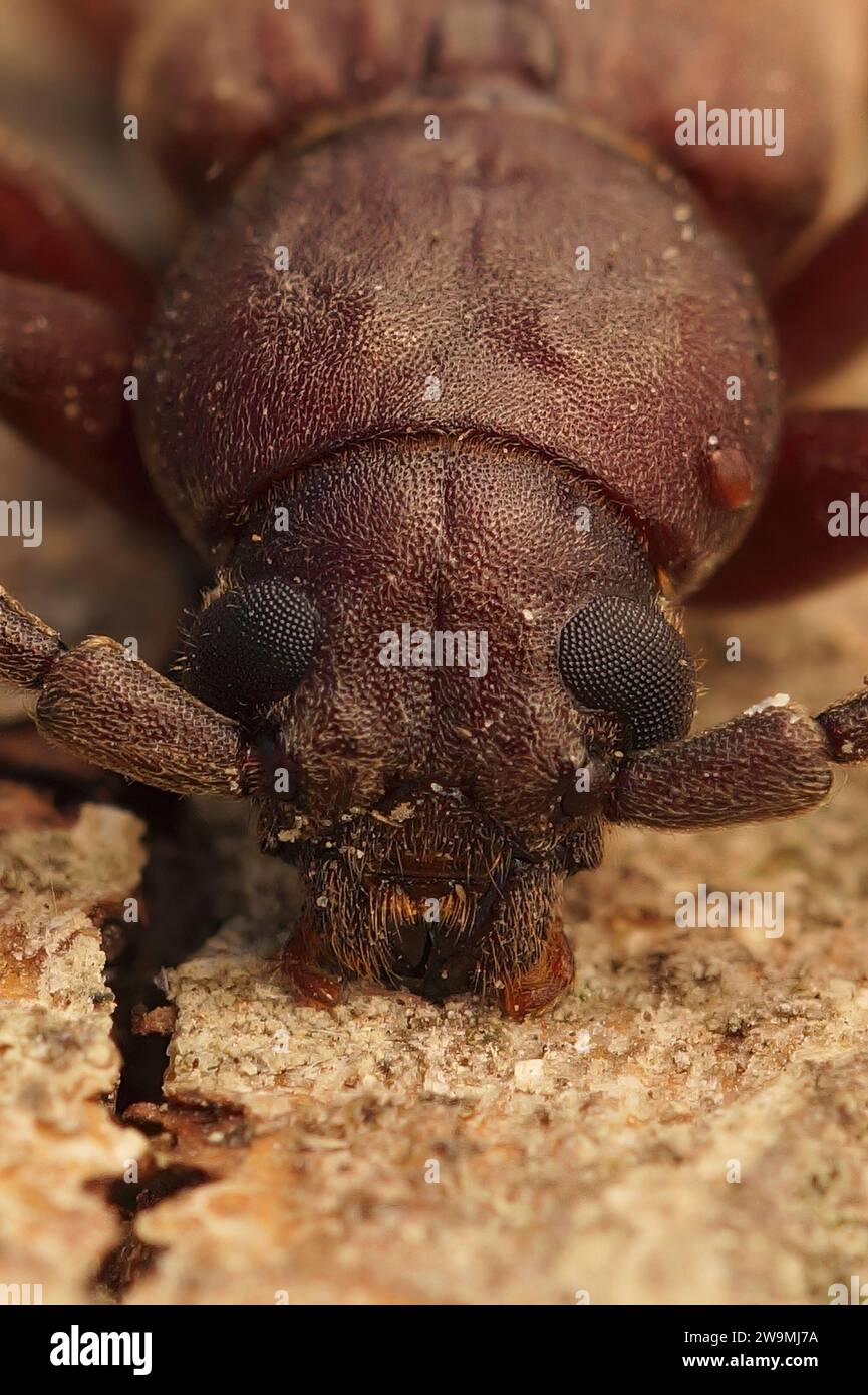Detailed vertical frontal closeup on a large longhorn beetle from ...