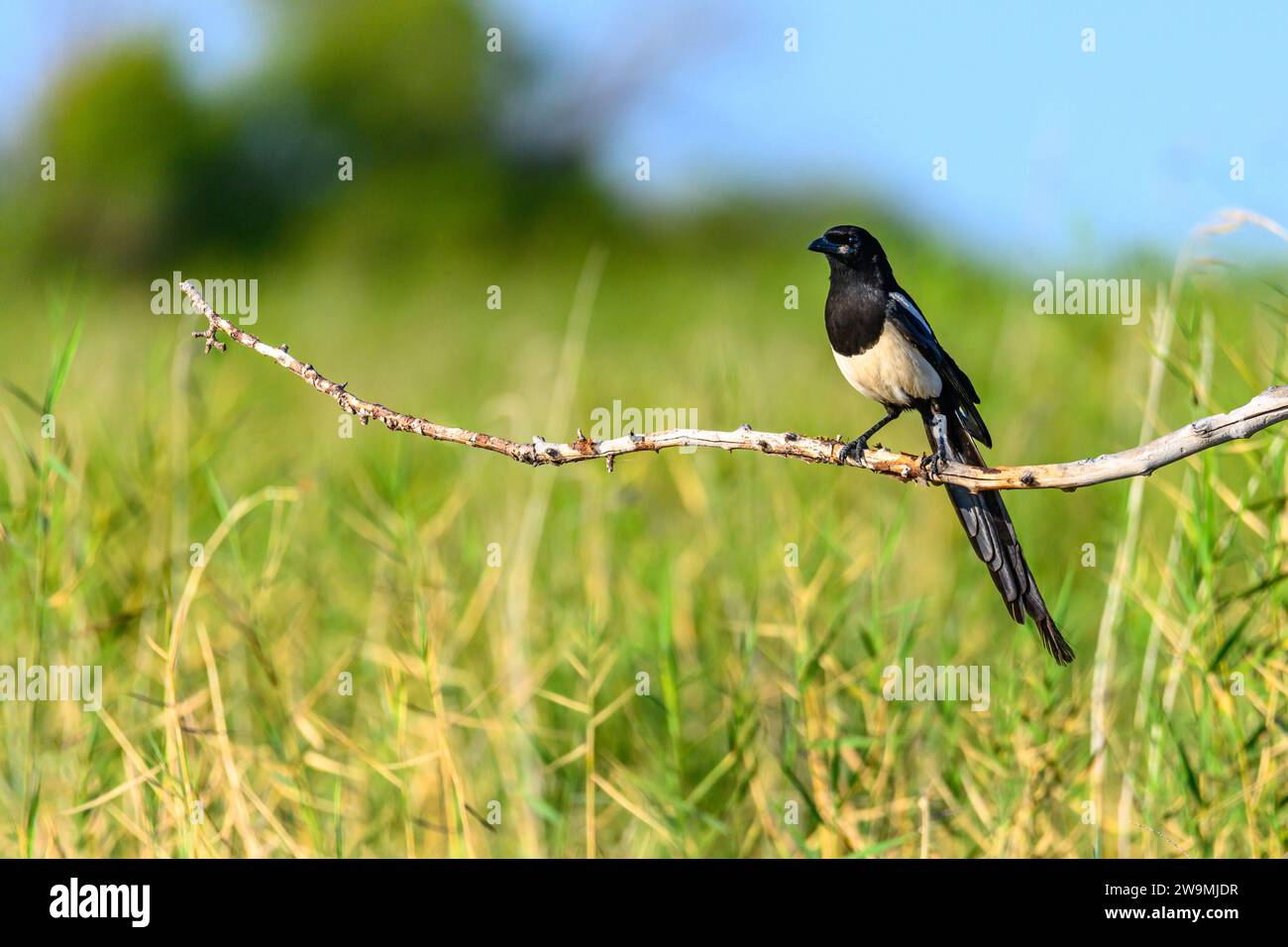 Common magpie or Pica pica, is a species of passerine bird in the ...