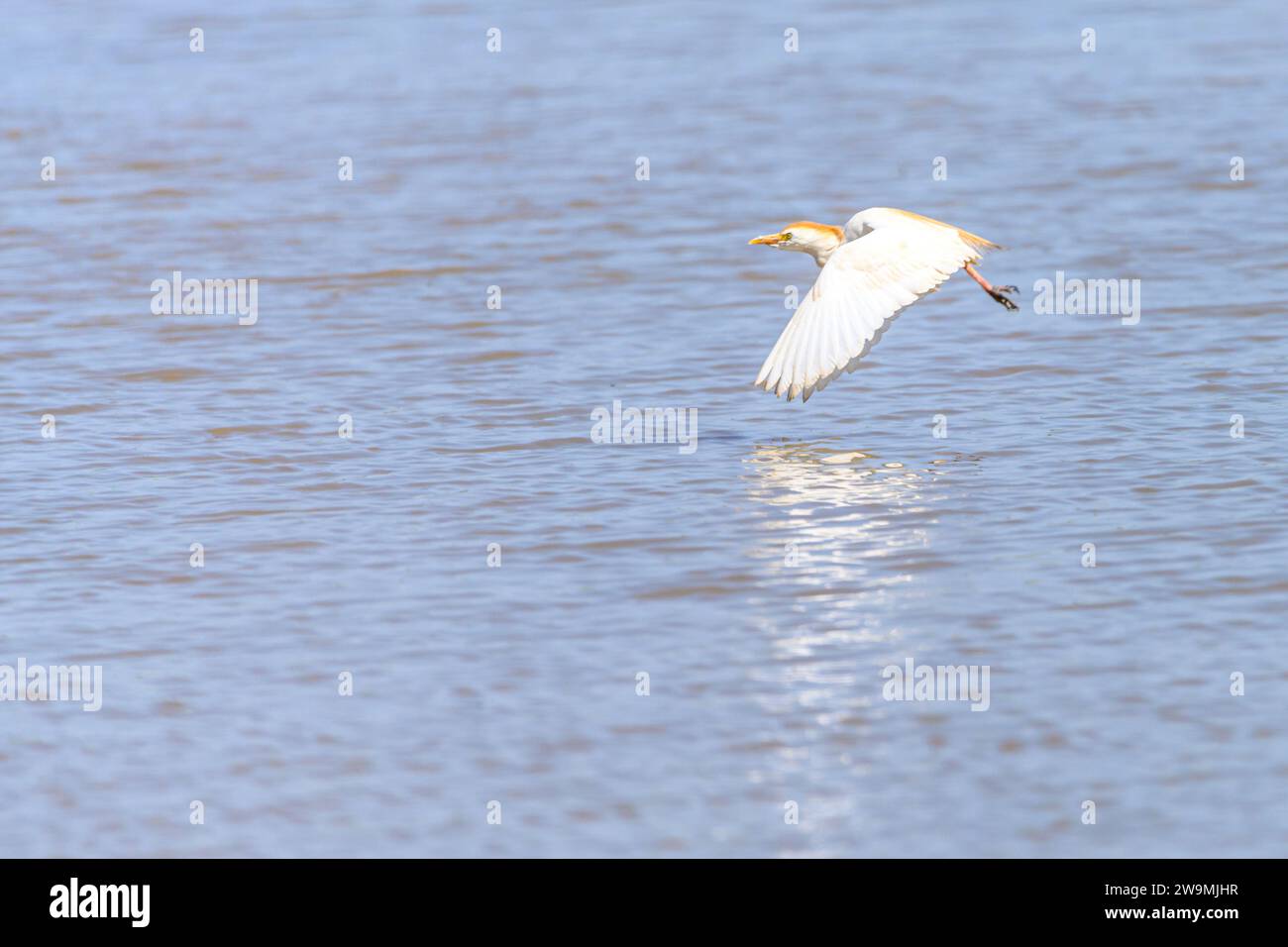 Species crab heron hi-res stock photography and images - Alamy