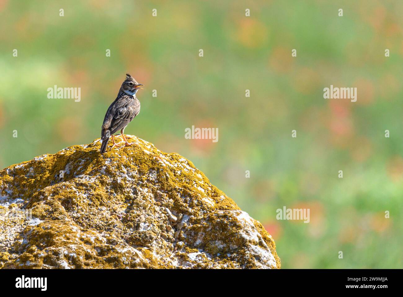 Common lark or Galerida cristata, on a rock, guarding its territory ...