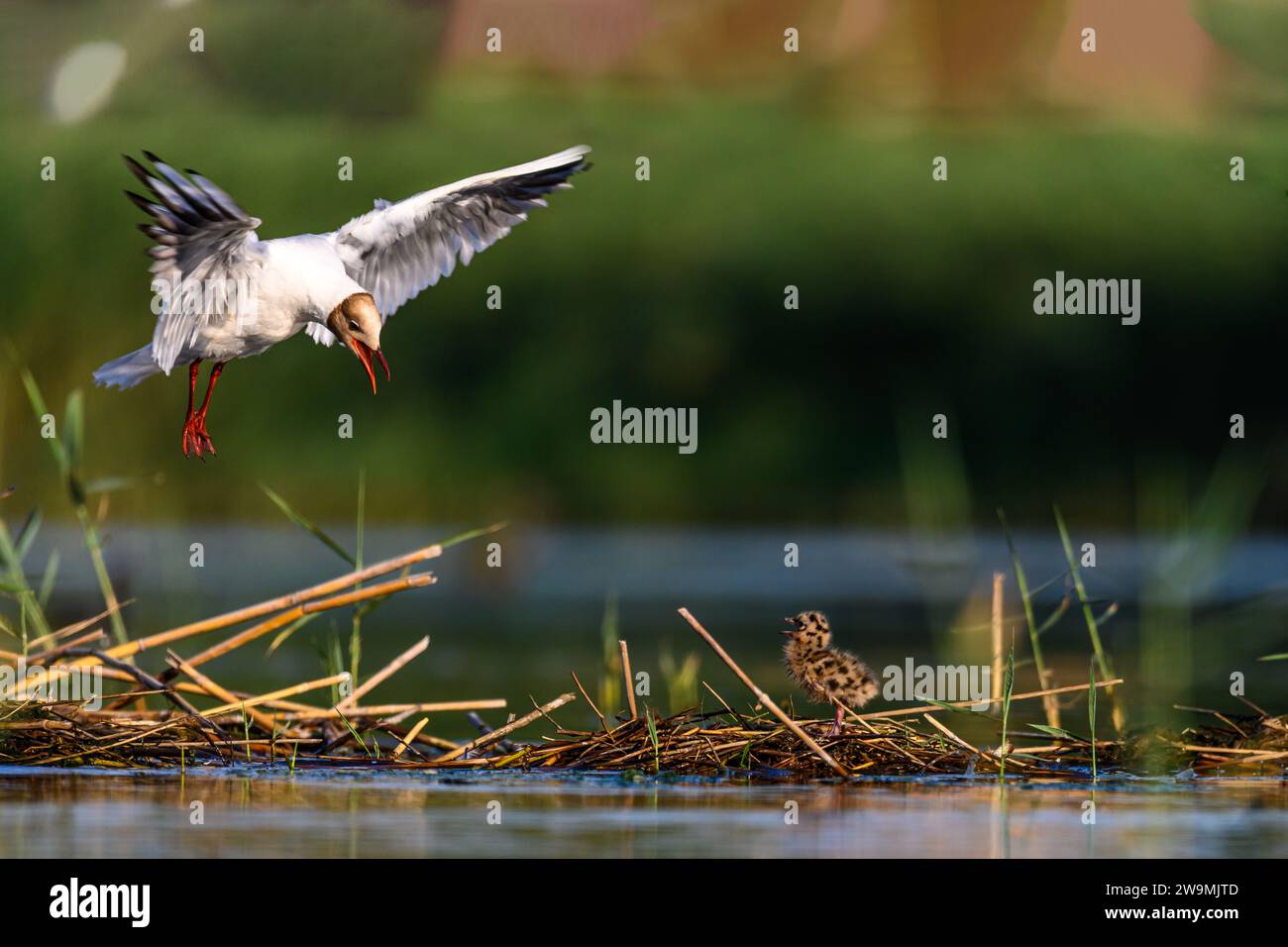 Black-headed gull or Chroicocephalus ridibundus, is a species of black ...