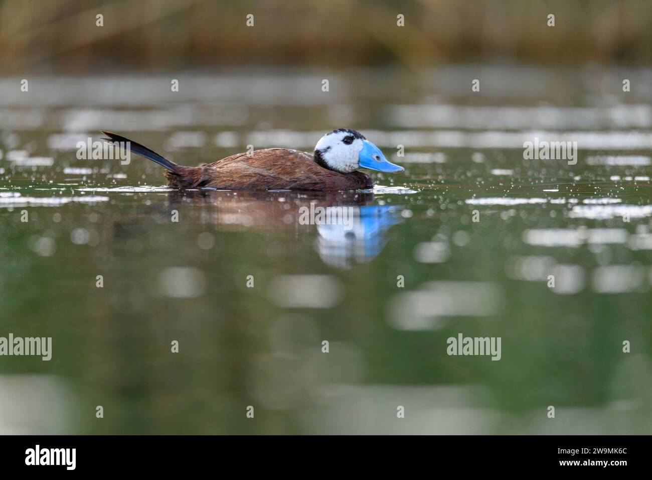 White-headed duck or Oxyura leucocephala, is a species of anseriform ...
