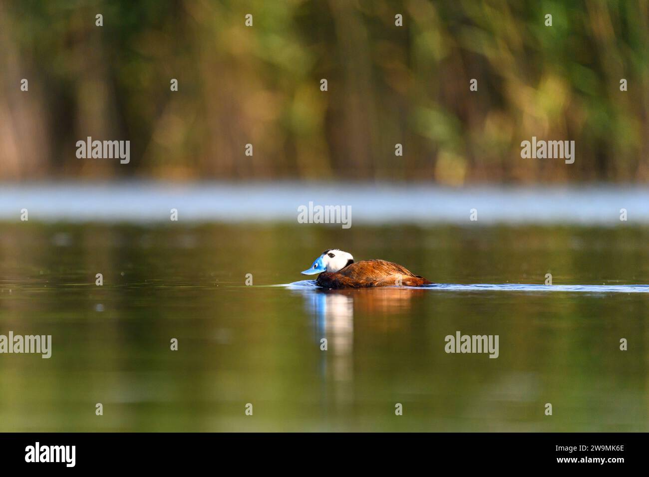 White-headed duck or Oxyura leucocephala, is a species of anseriform ...