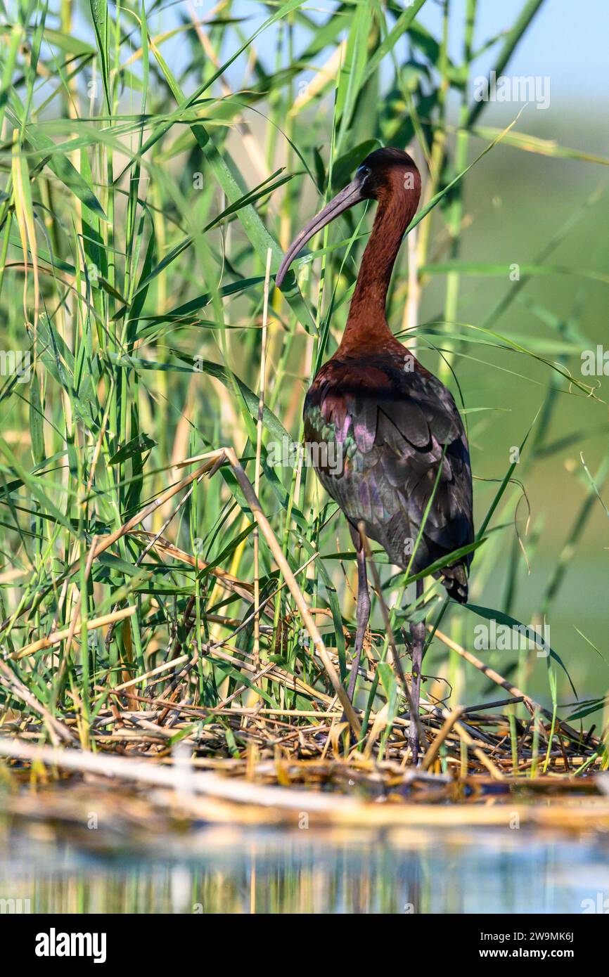 Black ibis nest in tree hi-res stock photography and images - Alamy