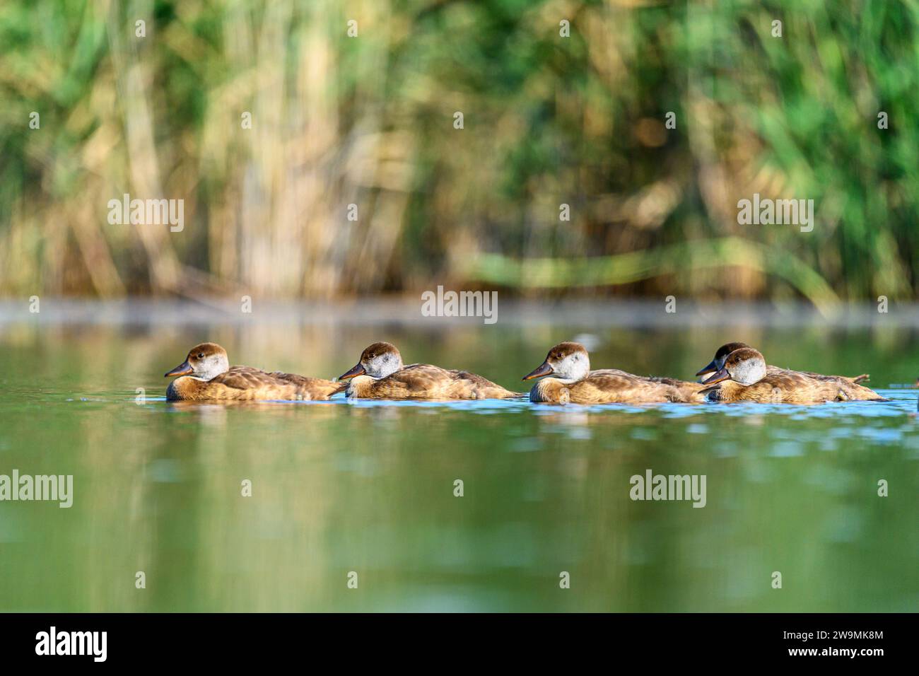Red duck or Netta rufina, is a species of anseriform bird in the family ...