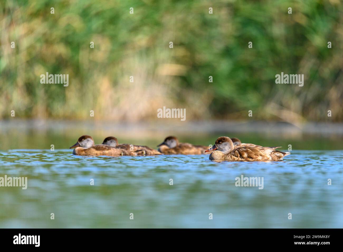 Red duck or Netta rufina, is a species of anseriform bird in the family ...