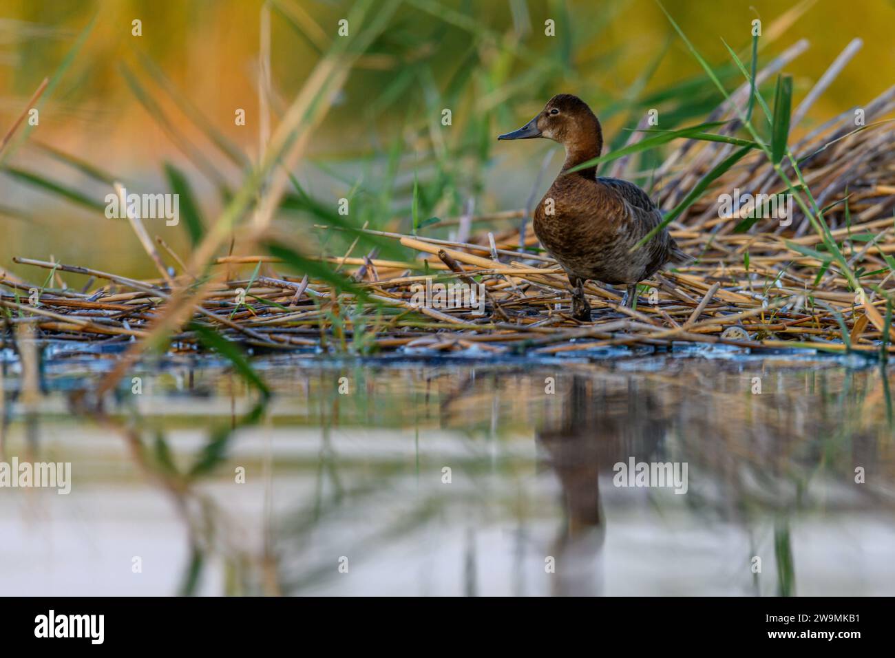 American porron or Aythya Americana, is a species of anseriform bird in ...