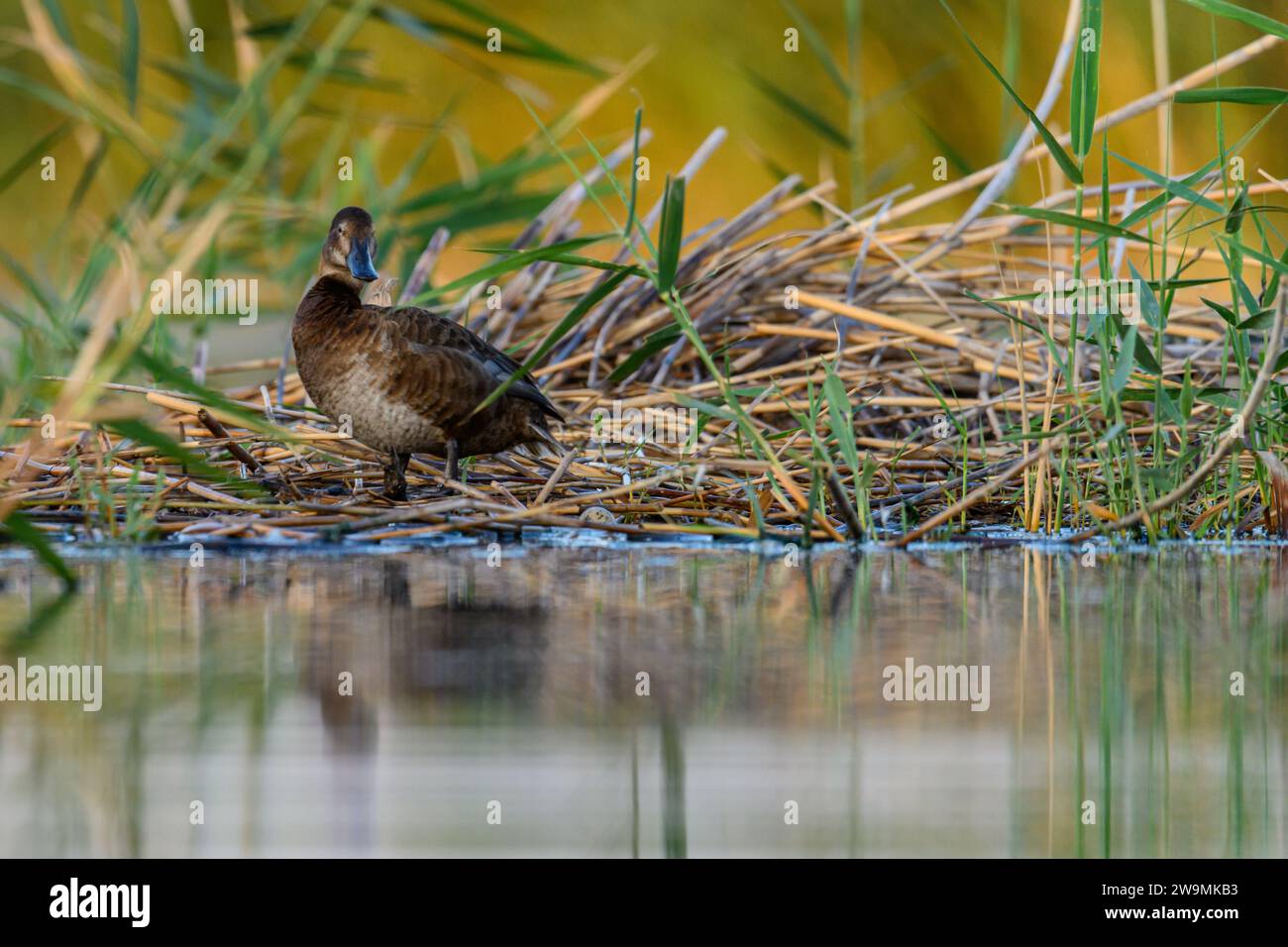 American porron or Aythya Americana, is a species of anseriform bird in ...