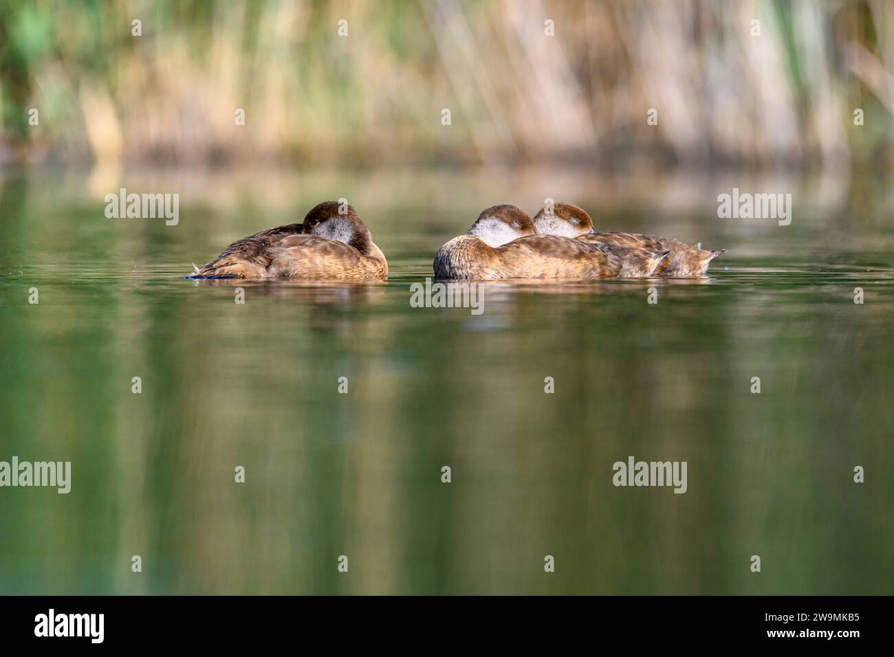 Red duck or Netta rufina, is a species of anseriform bird in the family ...