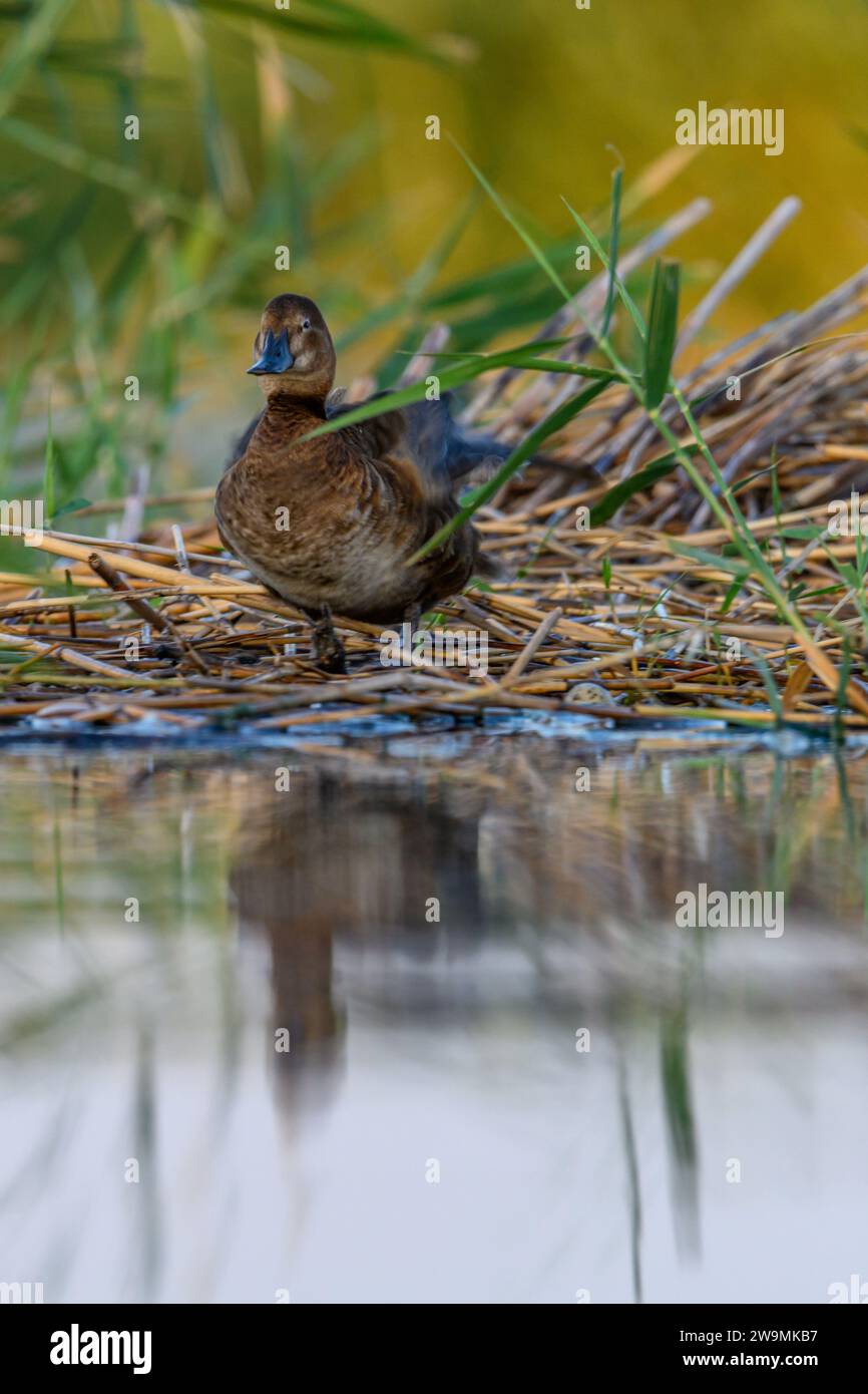 American porron or Aythya Americana, is a species of anseriform bird in ...