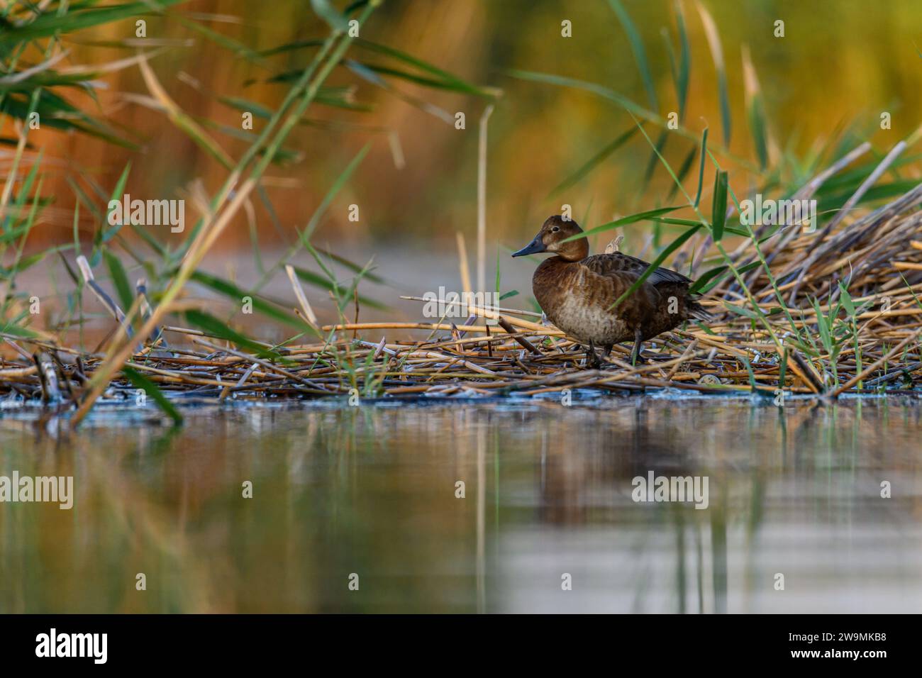 American porron or Aythya Americana, is a species of anseriform bird in ...