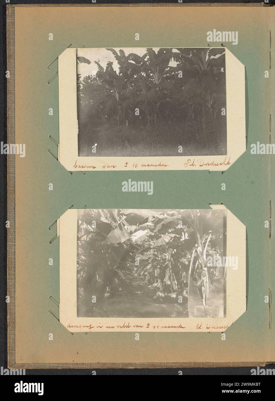 Banana trees on Plantage Dordrecht, Anonymous, c. 1912 - c. 1913 ...