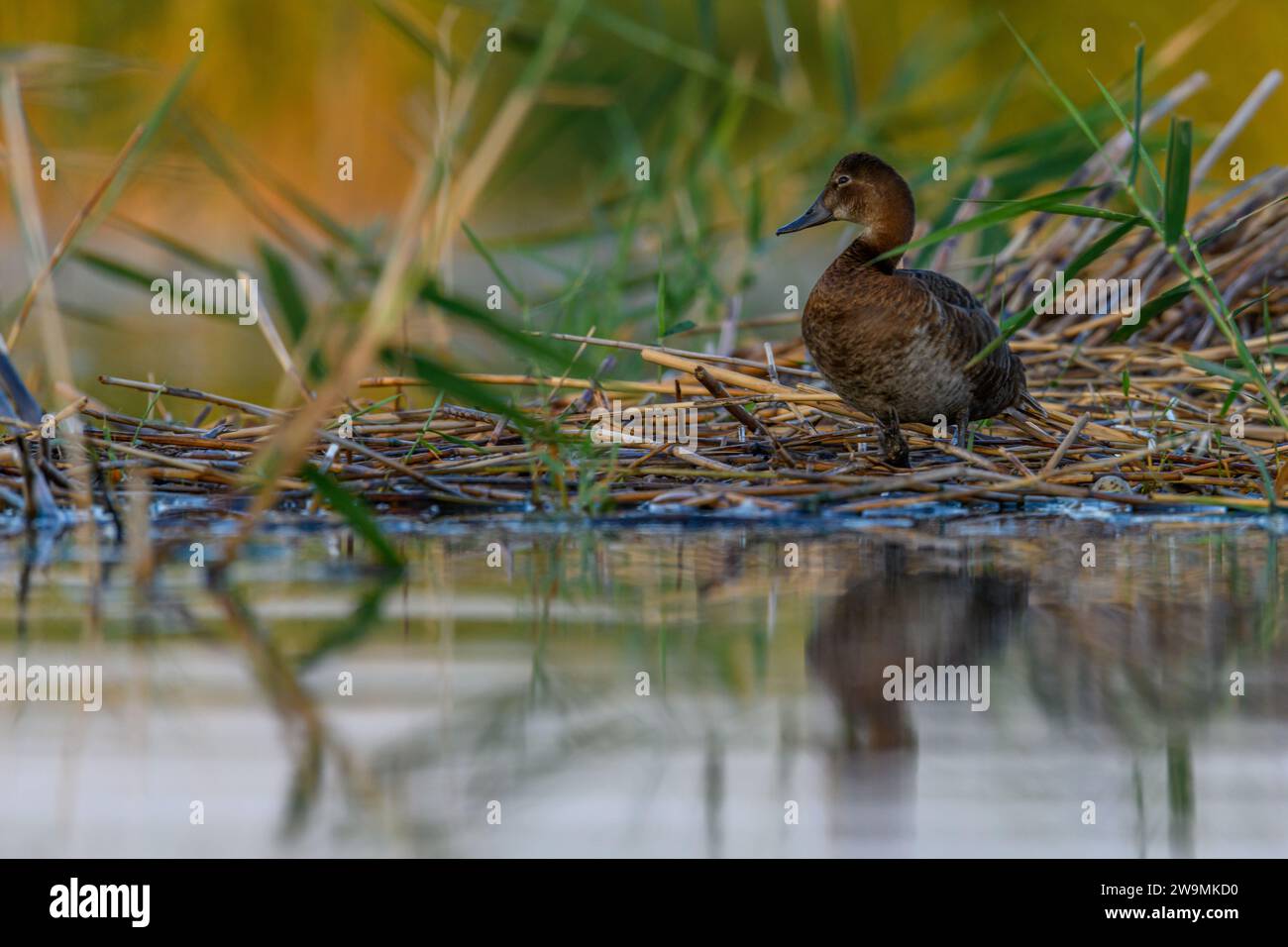 American porron or Aythya Americana, is a species of anseriform bird in ...