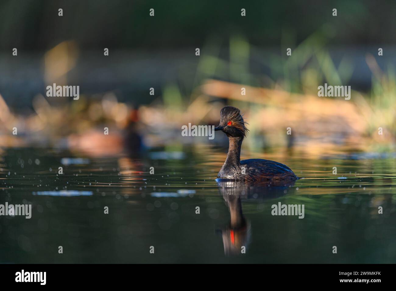 Black-necked Grebe or Podiceps nigricollis, is a species of ...