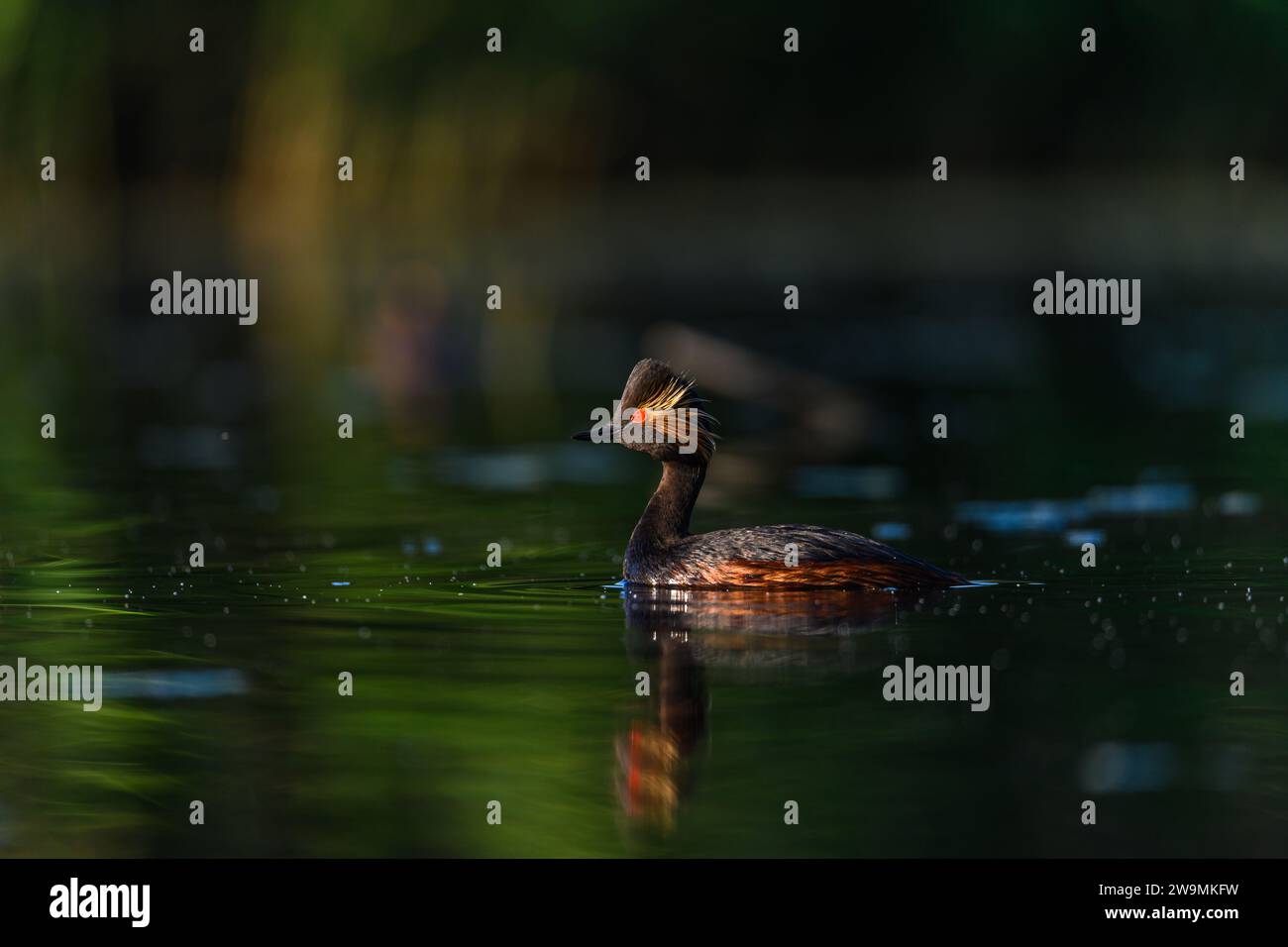 Black-necked Grebe or Podiceps nigricollis, is a species of ...