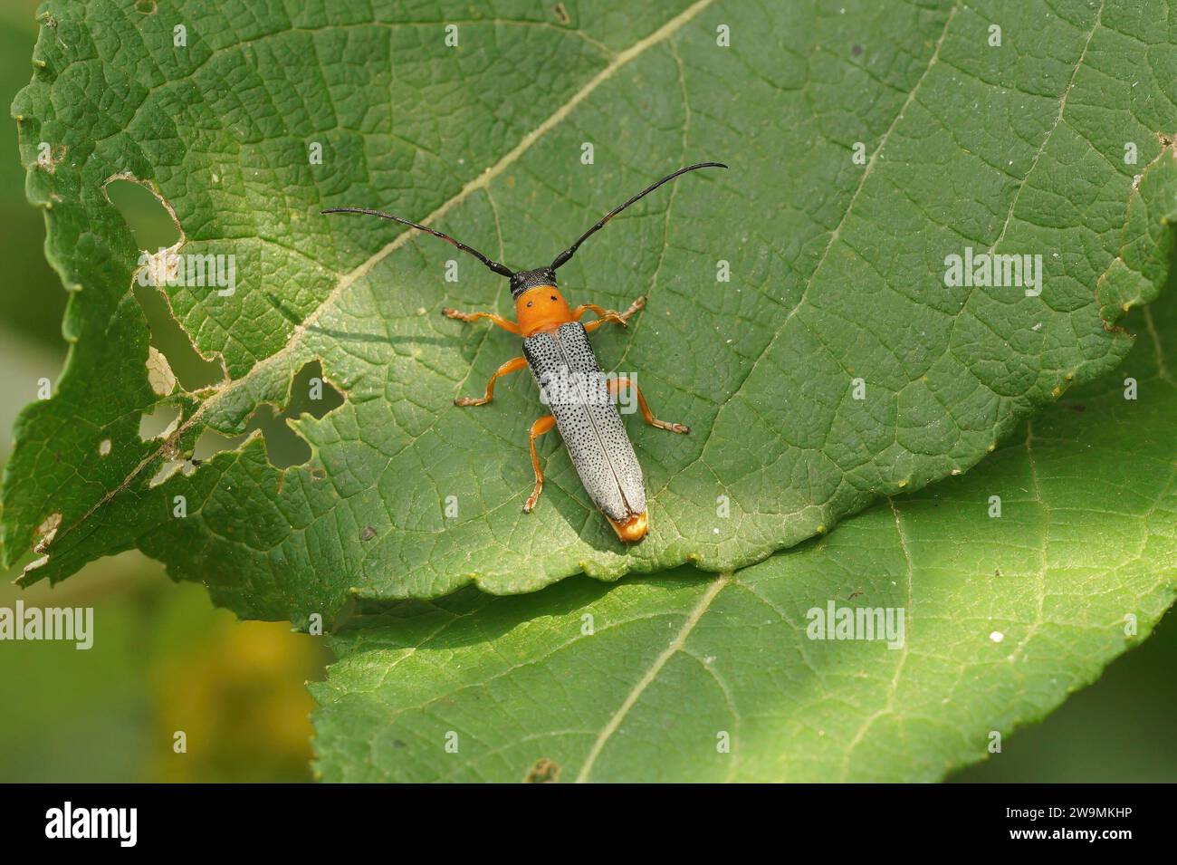 Natural closeup on the colorful Twin spot longhorn beetle, Oberea ...