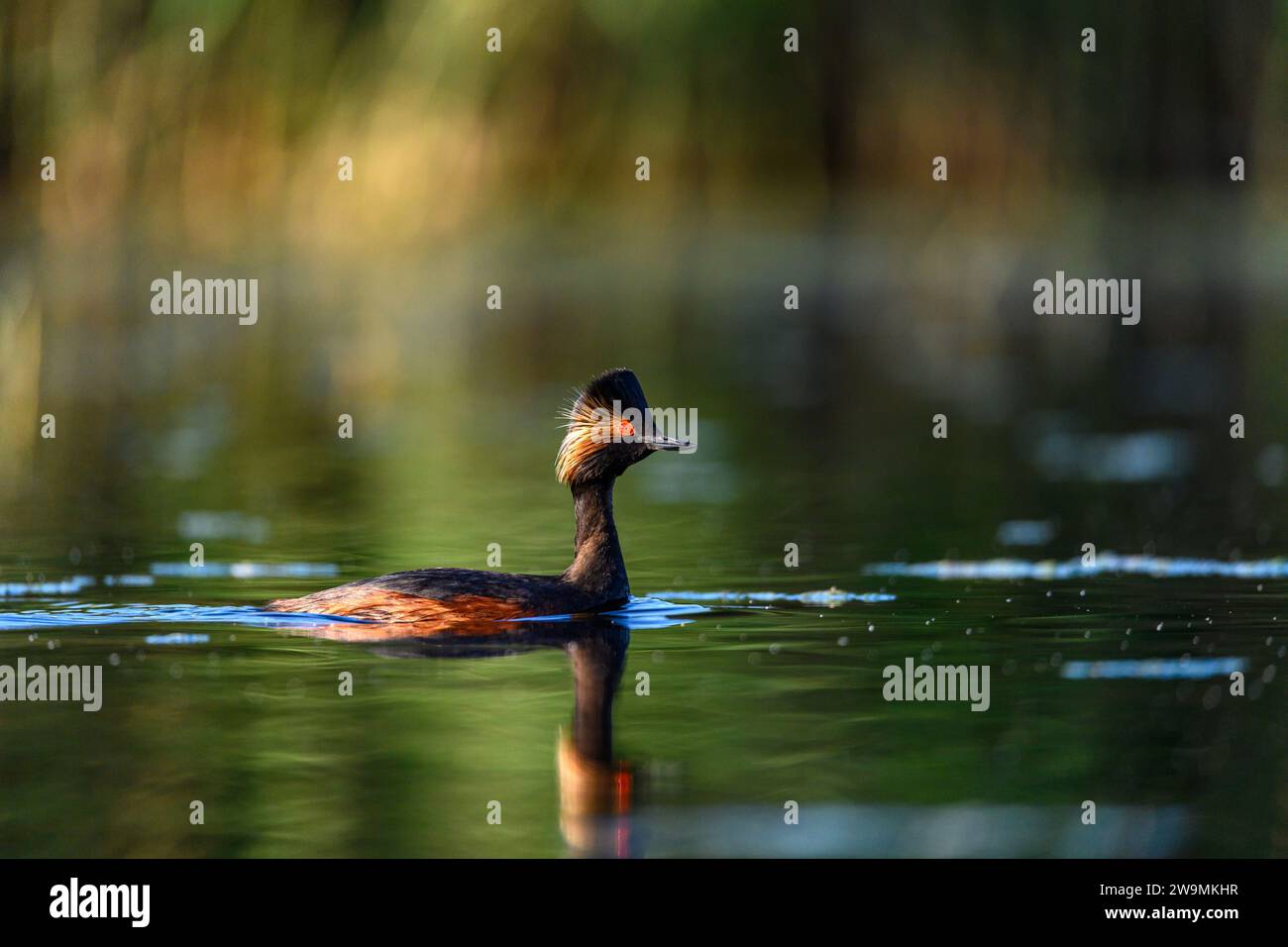 Black-necked Grebe or Podiceps nigricollis, is a species of ...