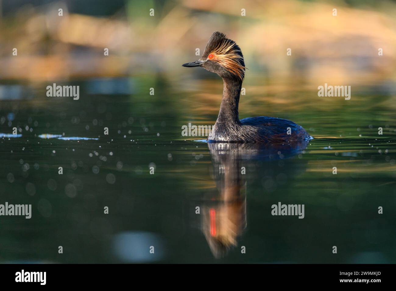 Black-necked Grebe or Podiceps nigricollis, is a species of ...