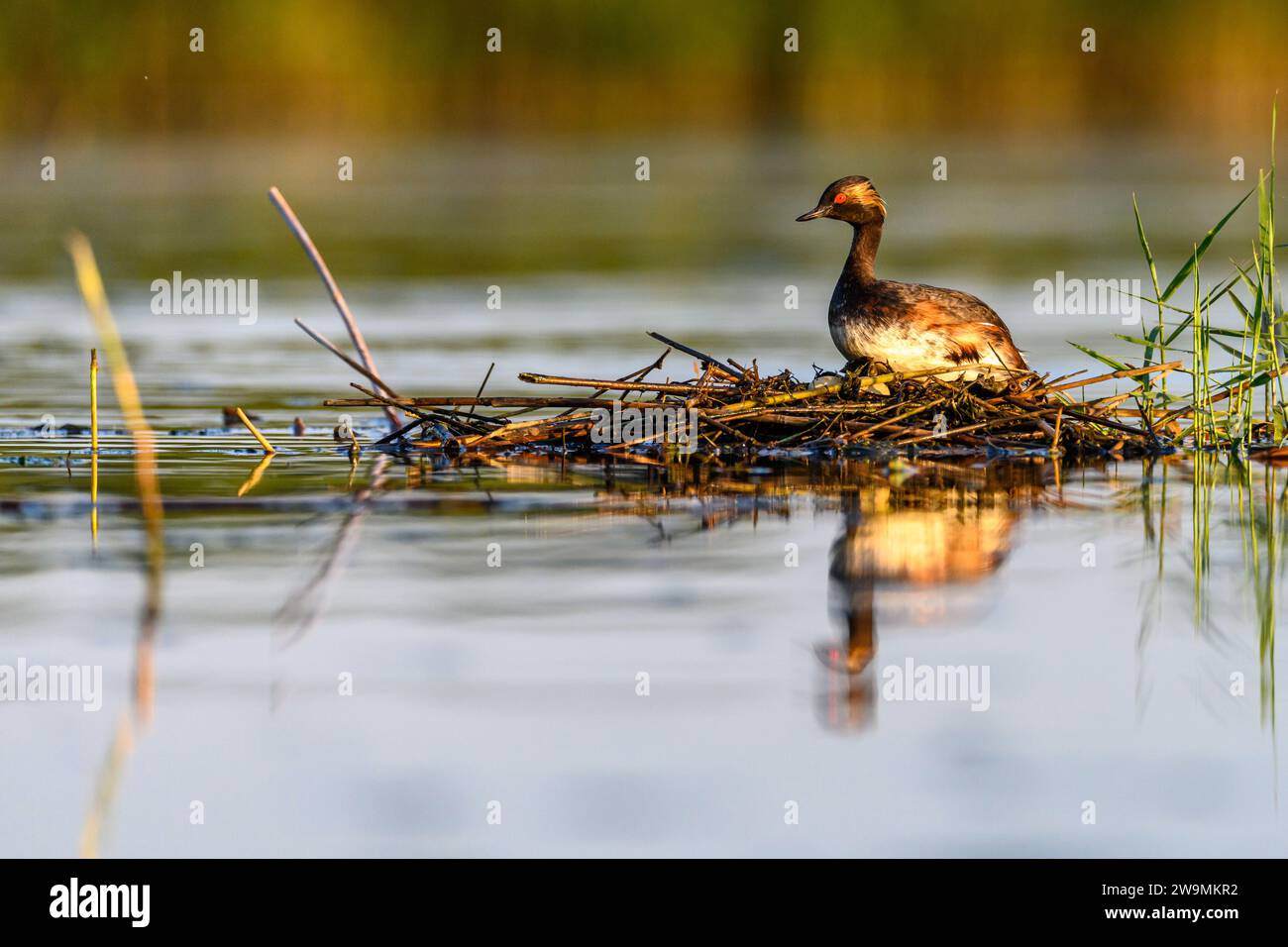 Black-necked Grebe or Podiceps nigricollis, is a species of ...