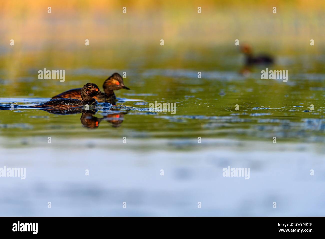 Black-necked Grebe or Podiceps nigricollis, is a species of ...