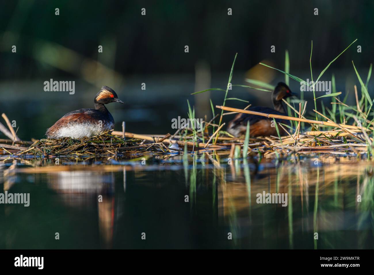 Black-necked Grebe or Podiceps nigricollis, is a species of ...