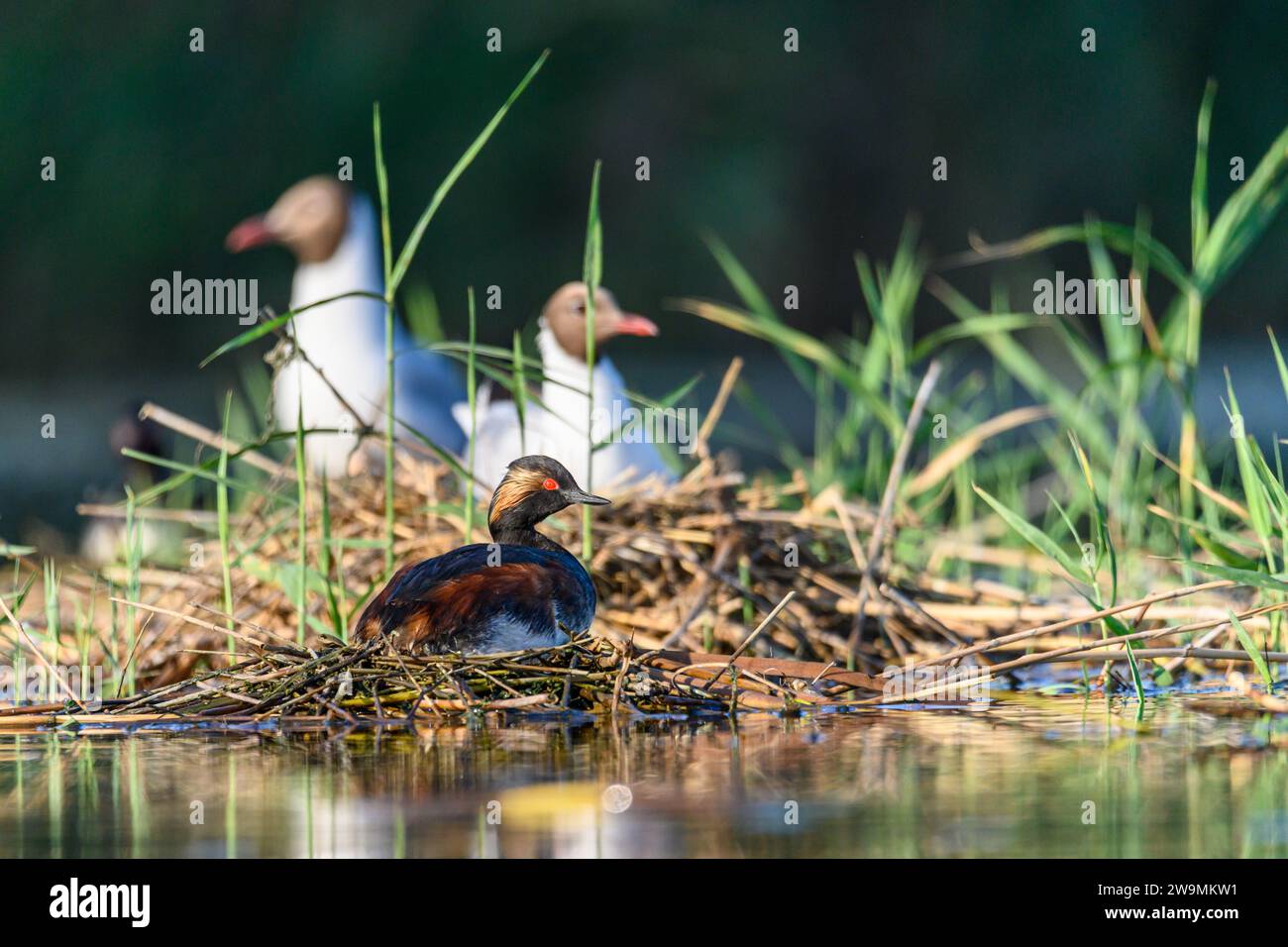 Black-necked Grebe or Podiceps nigricollis, is a species of ...