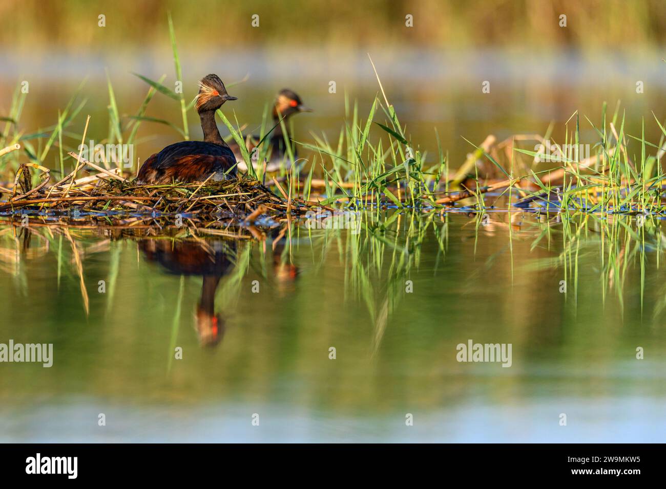 Black-necked Grebe or Podiceps nigricollis, is a species of ...