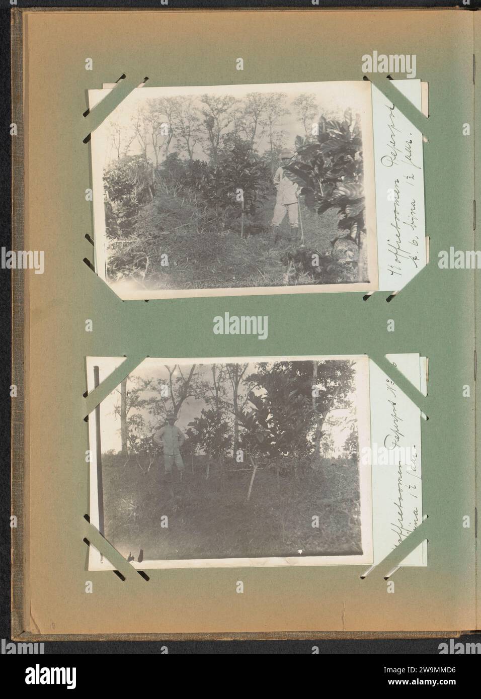 Coffee trees on Plantage Peperpot, Anonymous, c. 1912 - c. 1913 ...