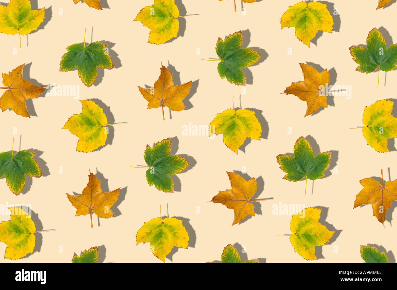 Creative pattern composition of colorful autumn leaves on pastel ...