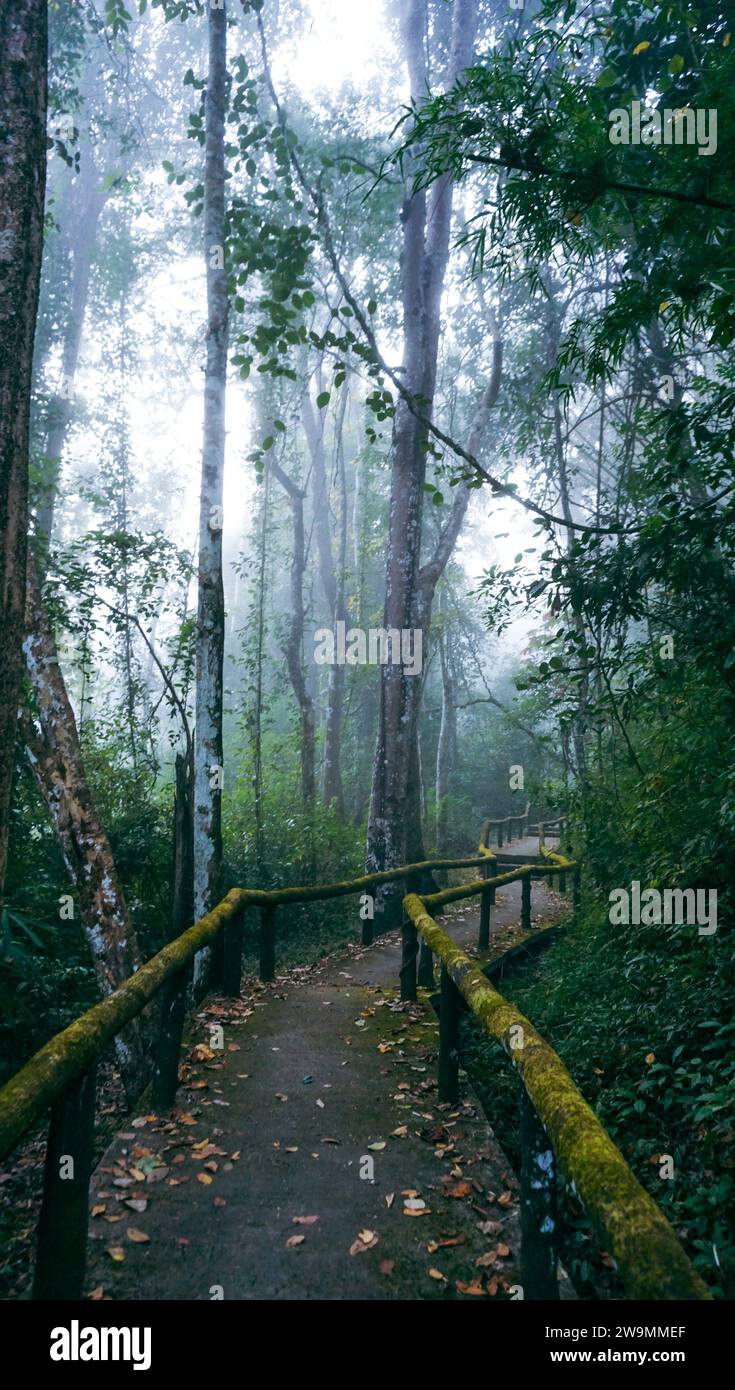 sunlight filter through the dense canopy, illuminating the foliage in a ...