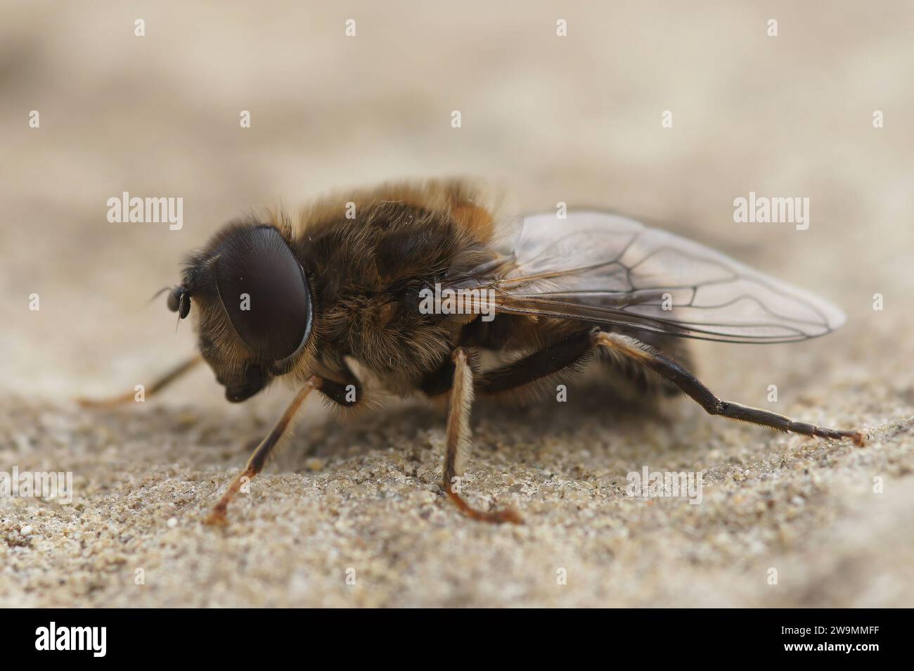 Tapered wings hi-res stock photography and images - Alamy