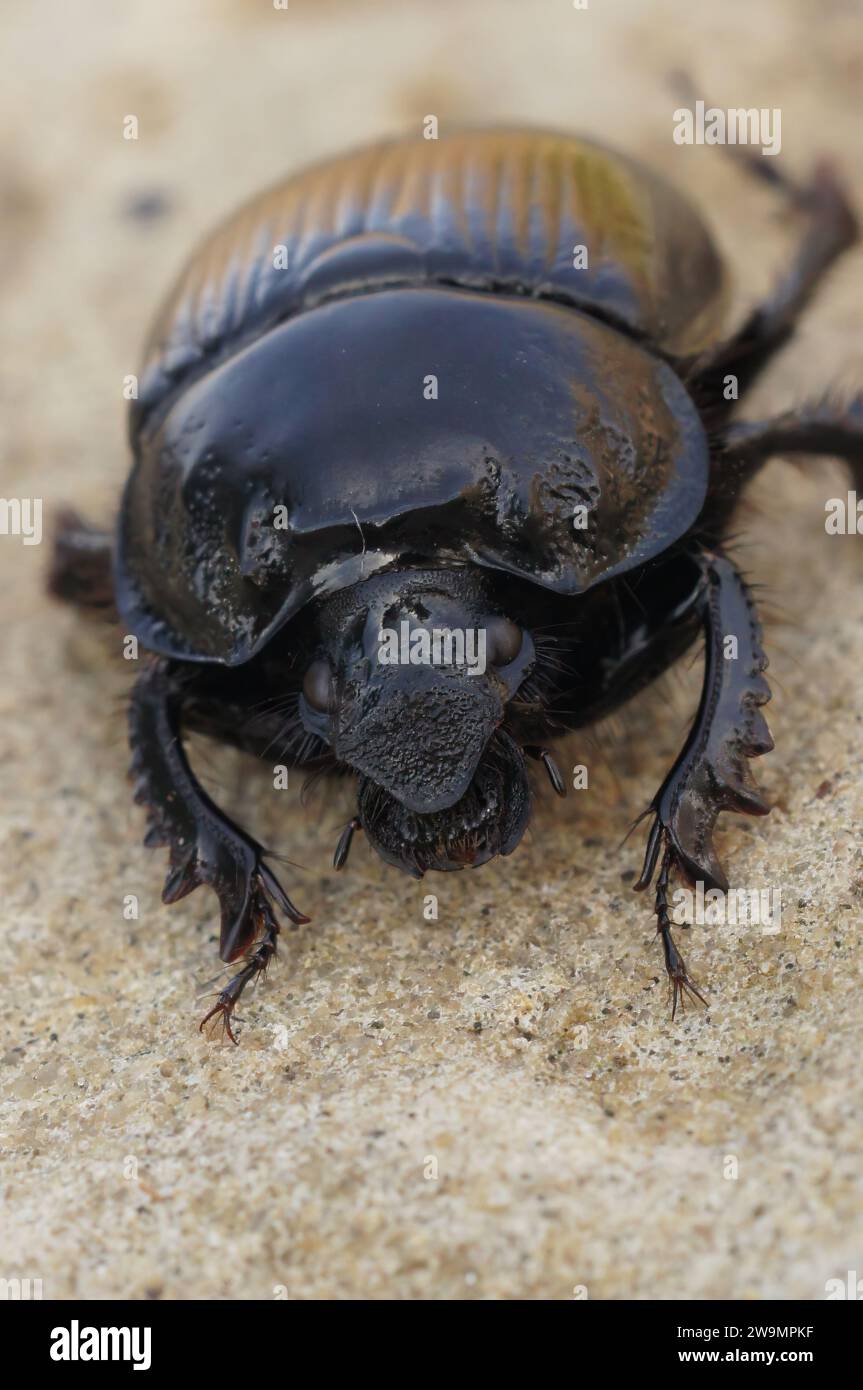Natural vertical close up on a black Minotaur beetle, Typhaeus typhoeus ...