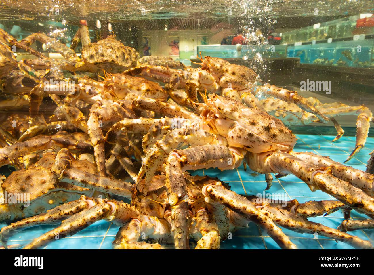 spider crabs in the tank Stock Photo - Alamy