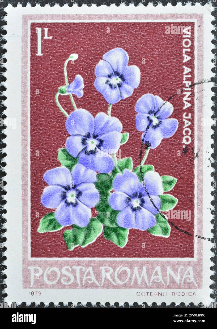 Cancelled postage stamp printed by Romania, that shows Alpine Violet ...