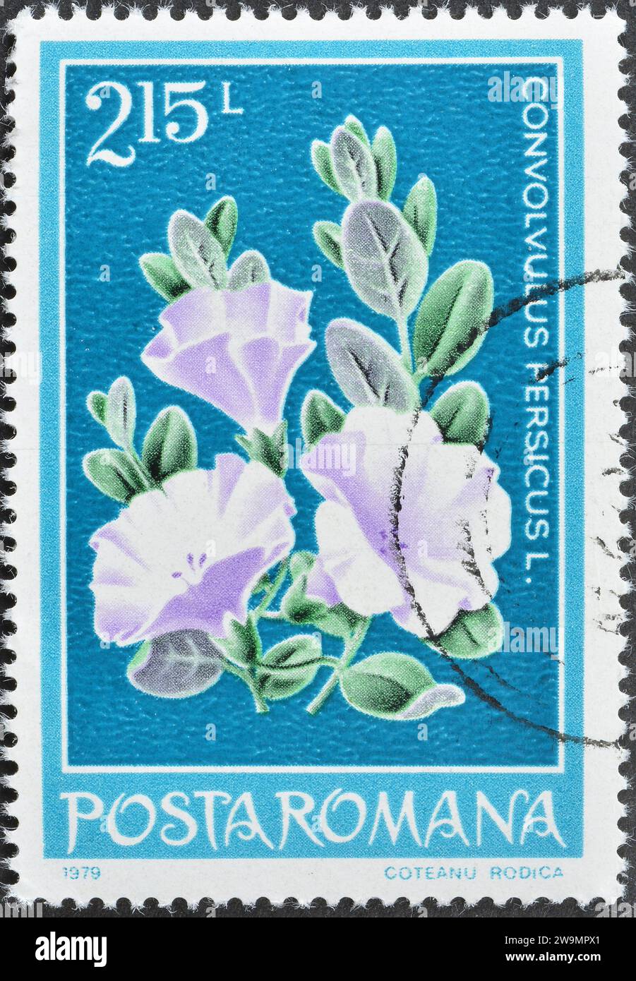 Convolvulus persicus hi-res stock photography and images - Alamy