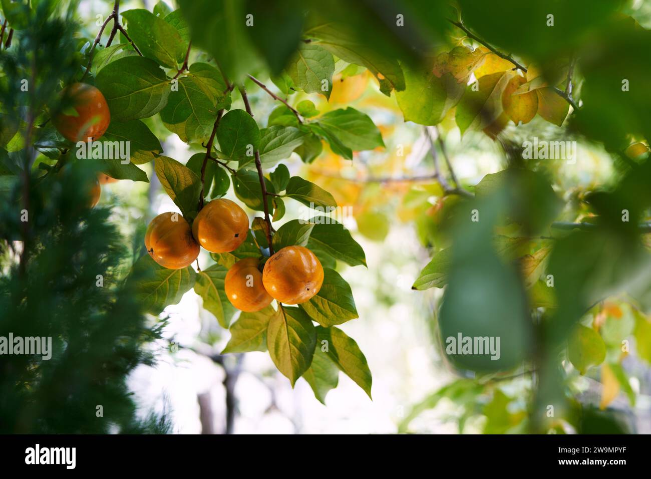 View through the green foliage on a ripe persimmons hanging on the branches Stock Photo - Alamy