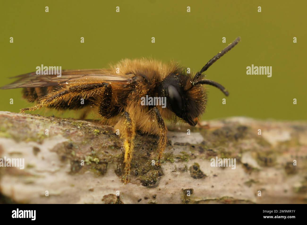 Detailed closeup of a male yellow-legged mining bee on wood, Andrena ...