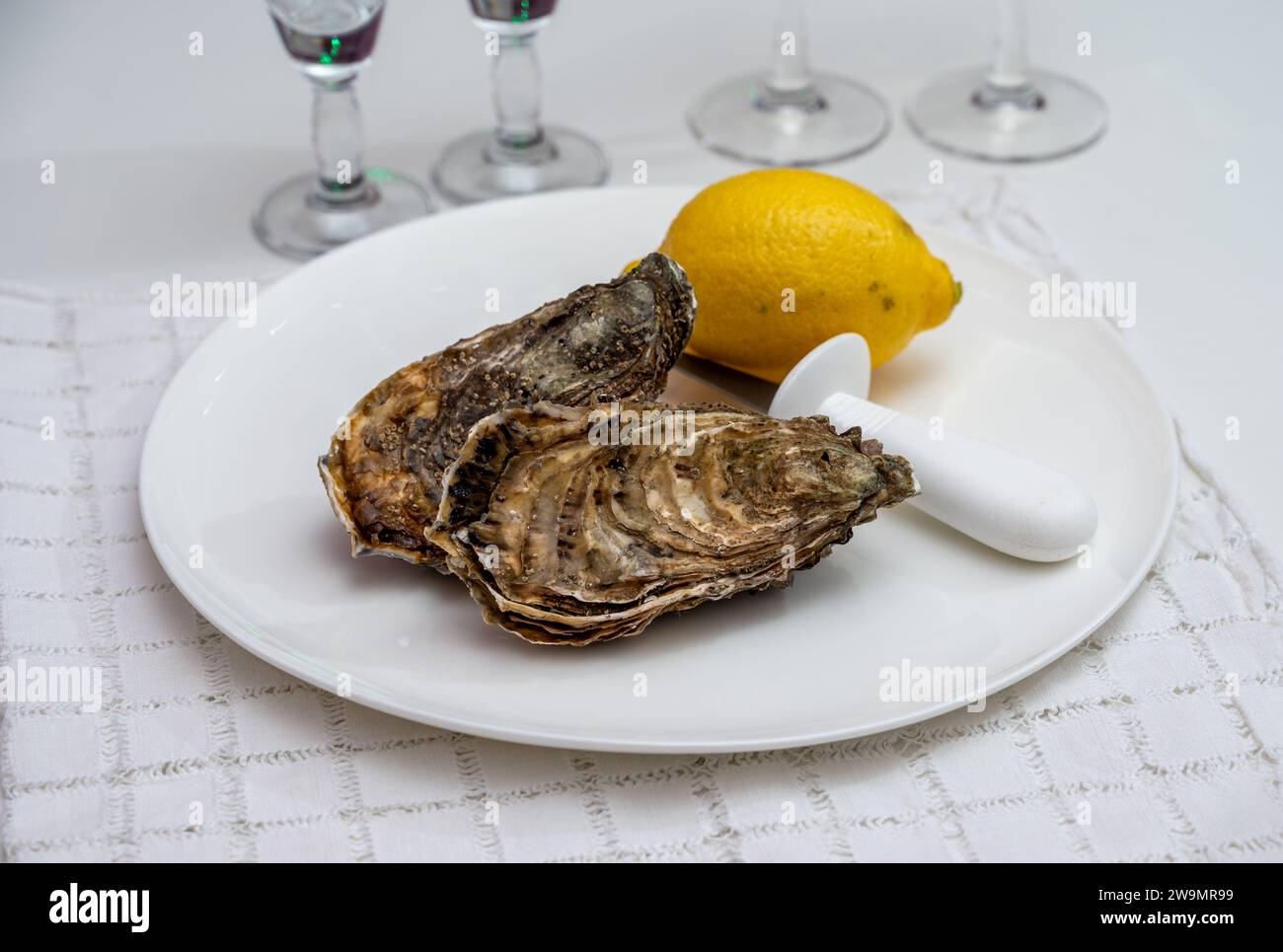 Fresh big alive french, dutch, pacific or japanese oysters molluscs ...