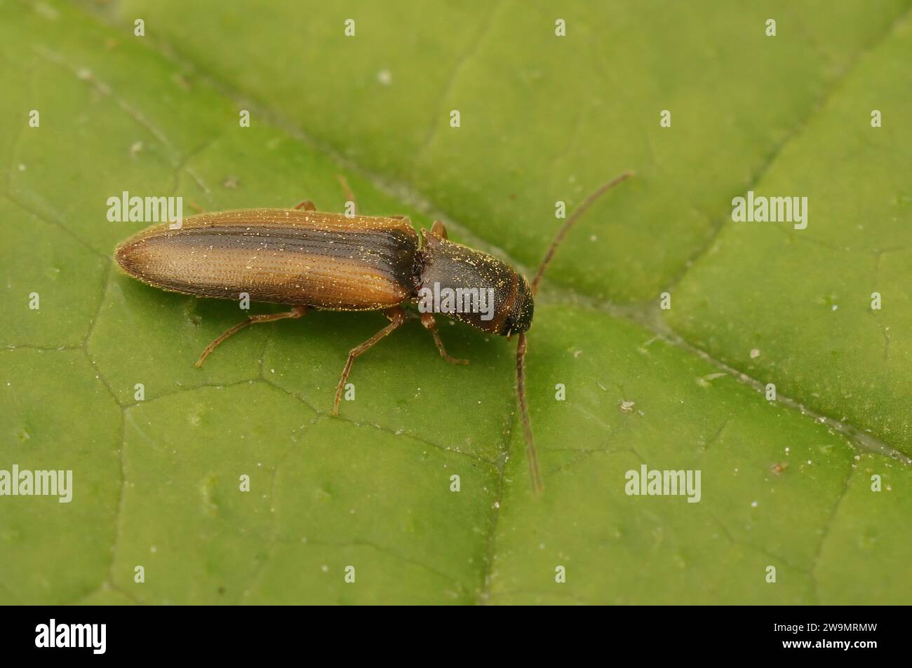 Clikc beetle hi-res stock photography and images - Alamy