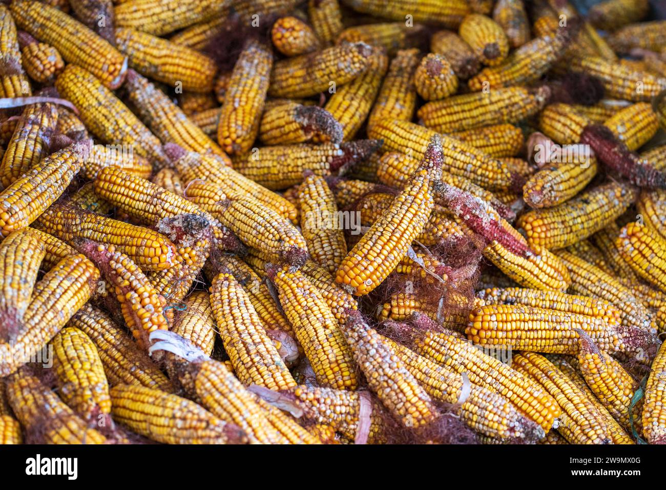 Golden ripe corn, harvest cob , maize background Stock Photo - Alamy