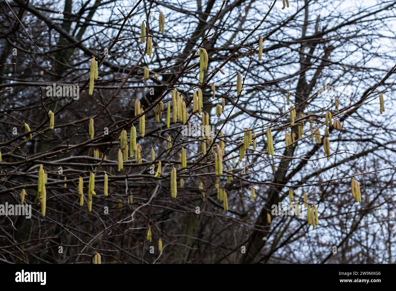 Flowering common hazel tree hi-res stock photography and images - Alamy
