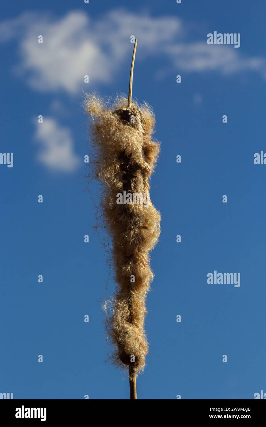 Cattails bulrush Typha latifolia beside river. Closeup of blooming ...