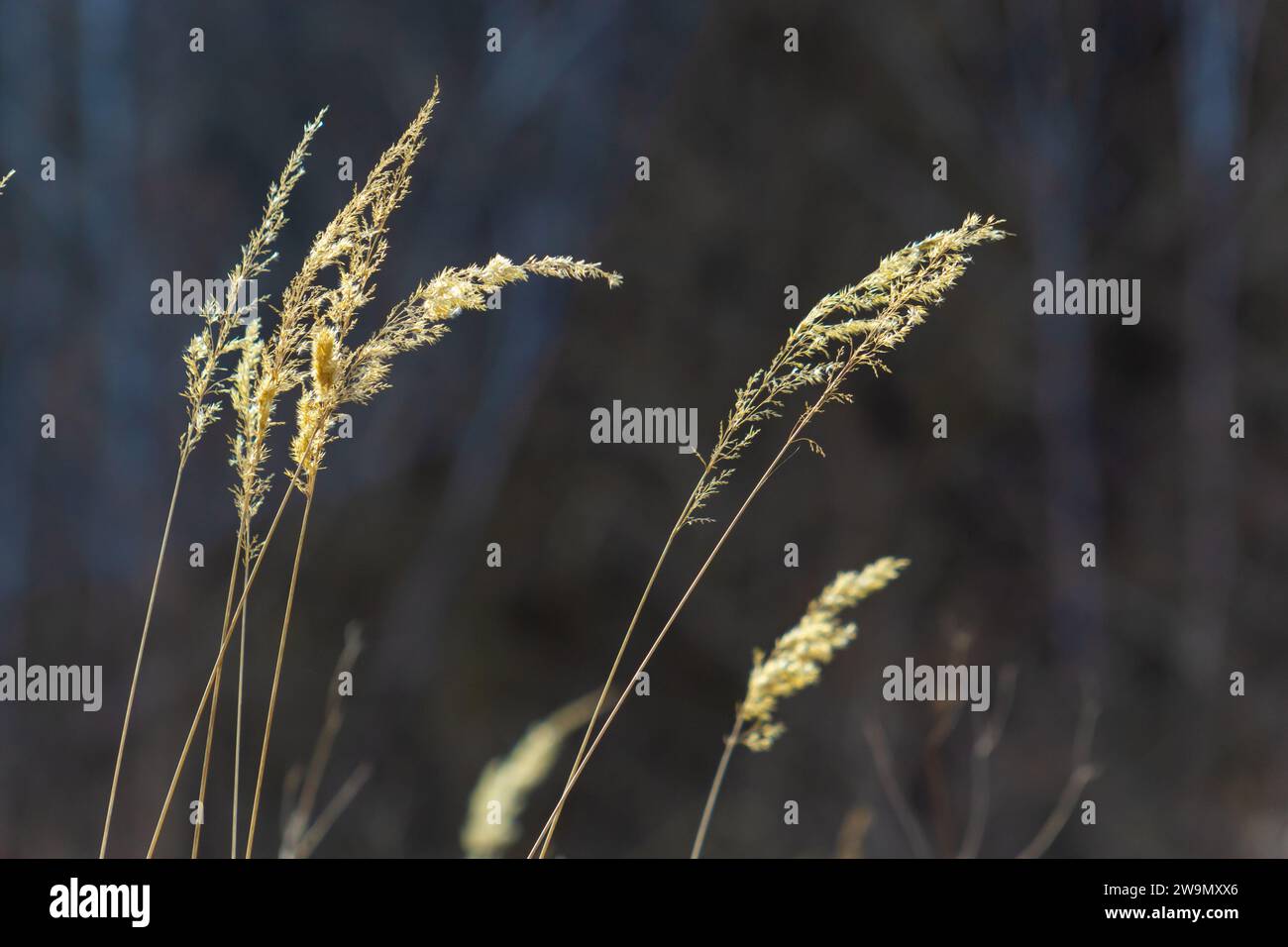 Calamagrostis epigejos bushgrass. Wood small-reed grass in field ...