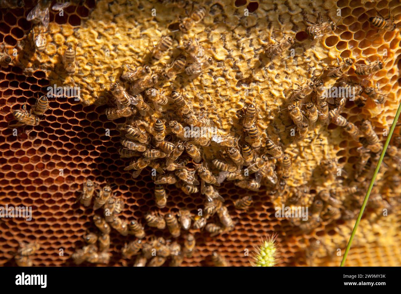 Frames of a beehive just taken from beehive with sweet honey. Busy bees ...