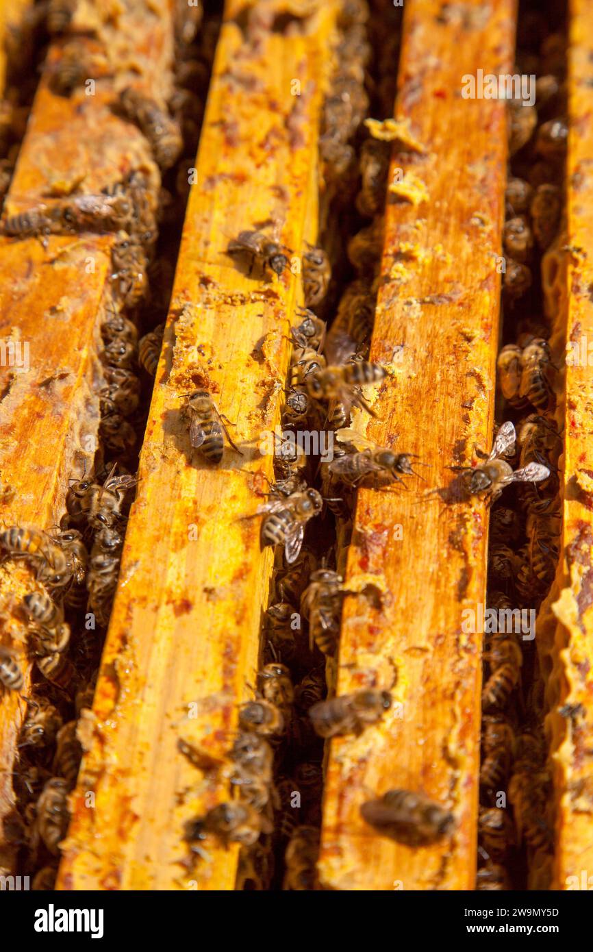 Frames of a beehive. Close up view of the opened hive body showing the ...