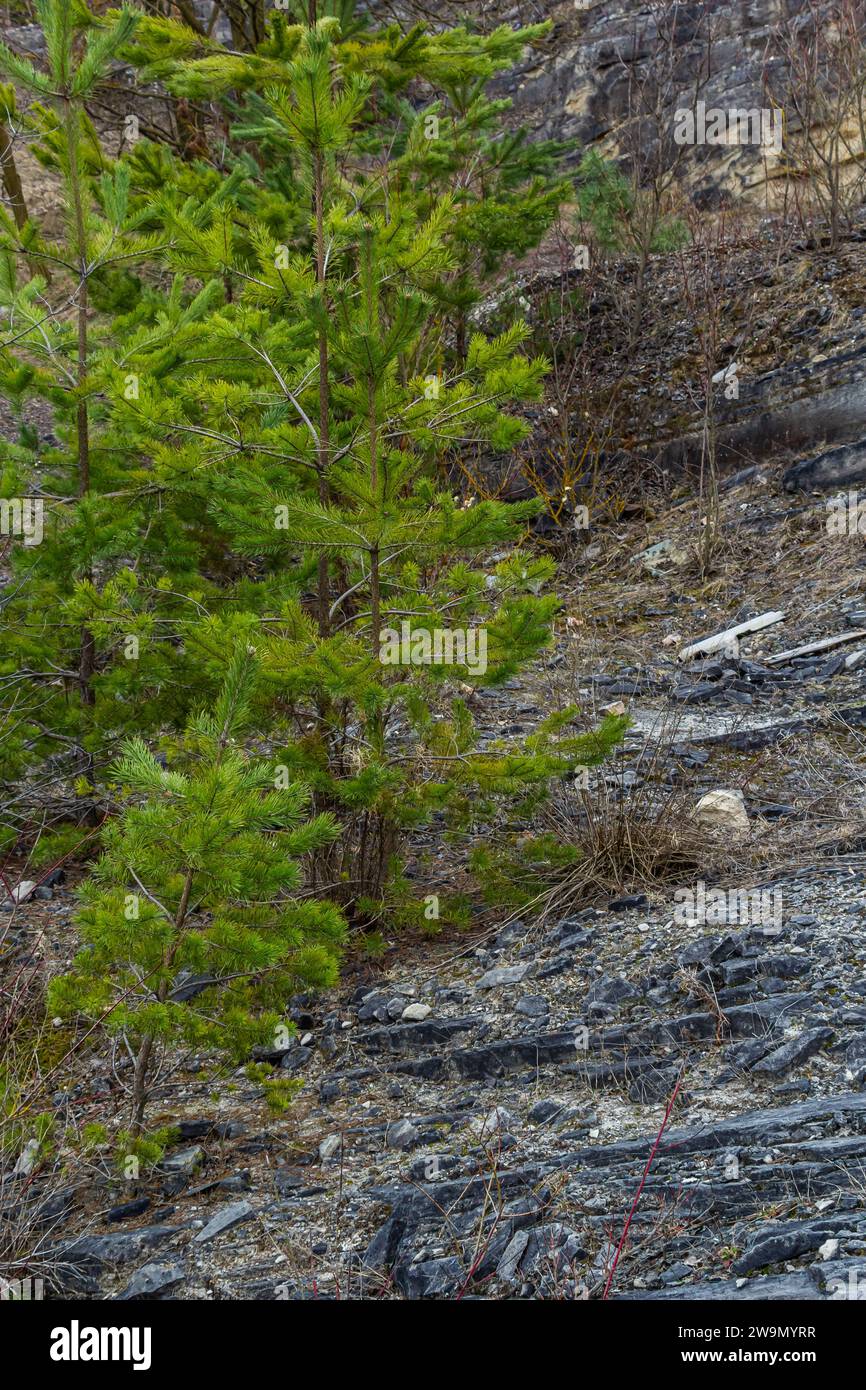 Small pine tree. small green spruce grows on a stone against the ...