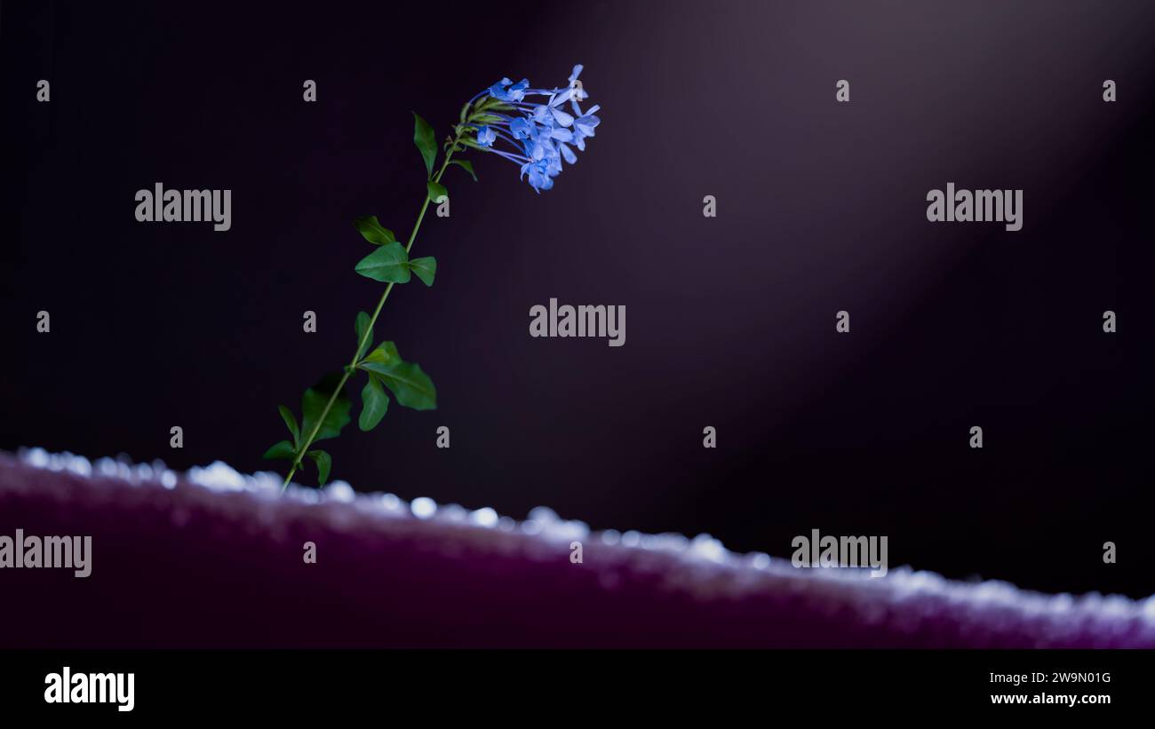 Lone flower hi-res stock photography and images - Alamy