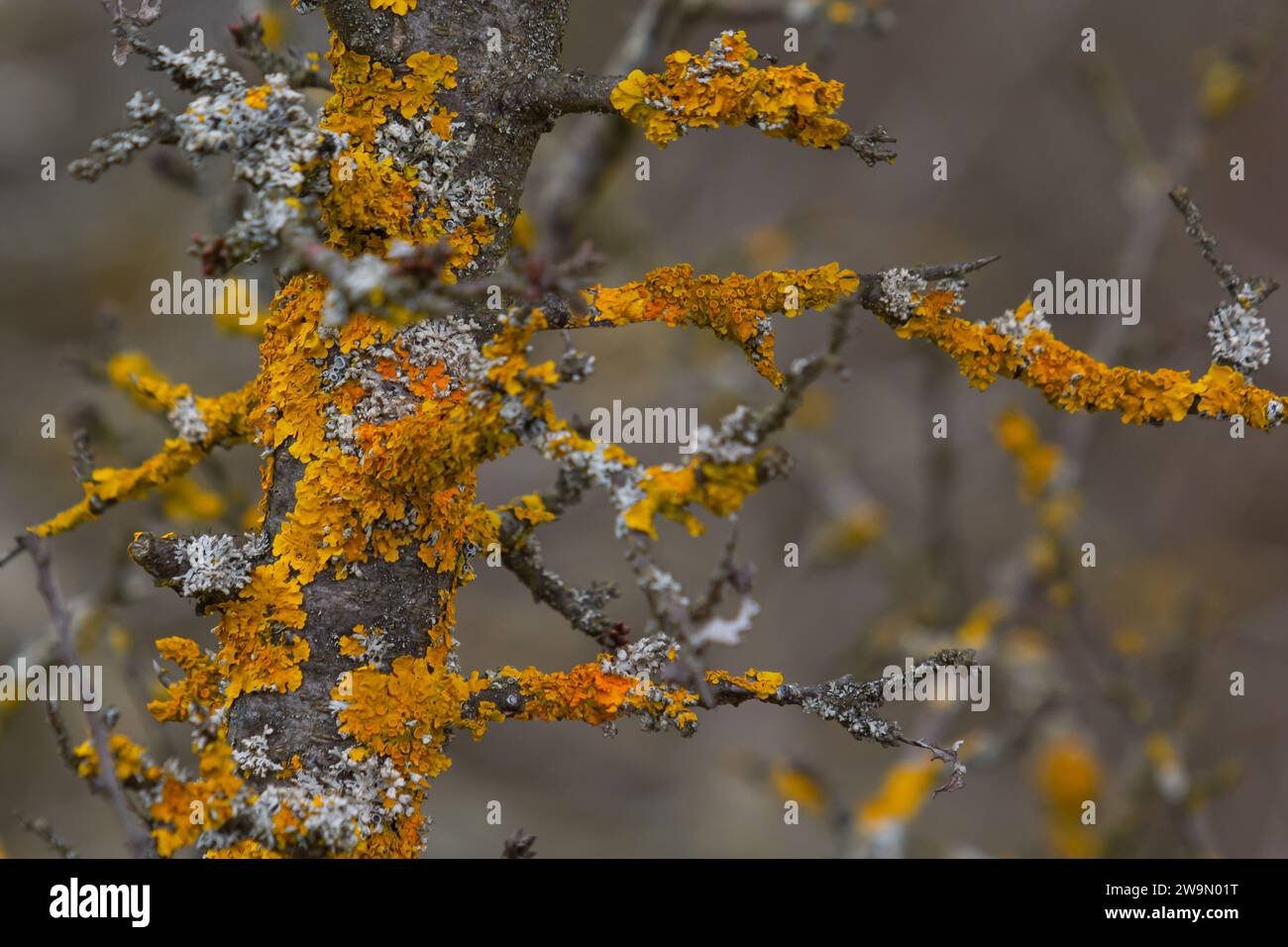 Xanthoria parietina common orange lichen, yellow scale, maritime ...