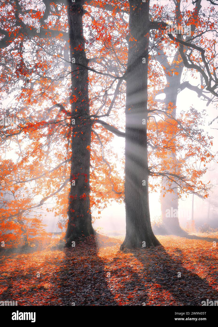 Autumn trees ireland hi-res stock photography and images - Alamy